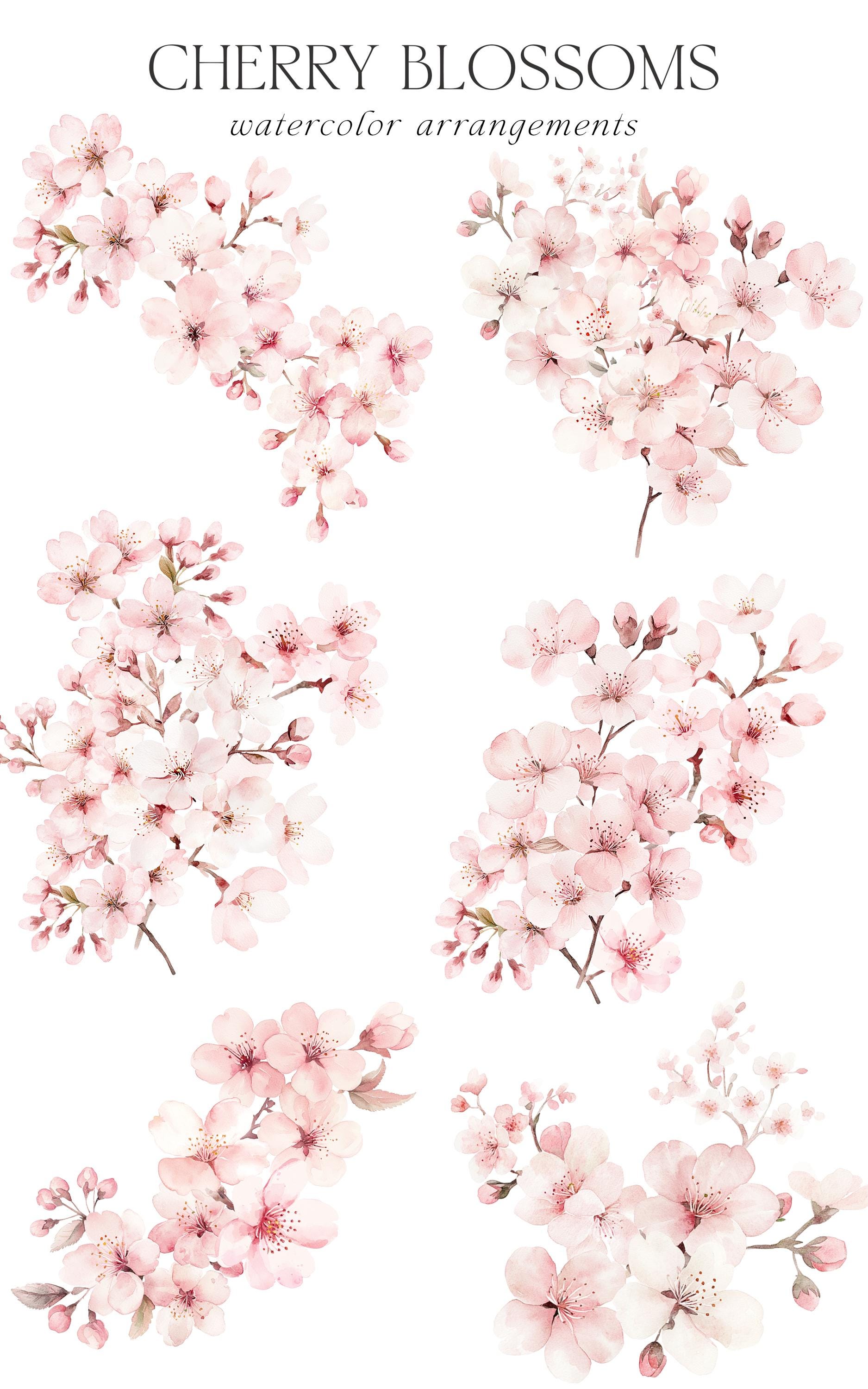 Watercolor Cherry Blossoms - Cherry Blossoms Clipart - Watercolor ...