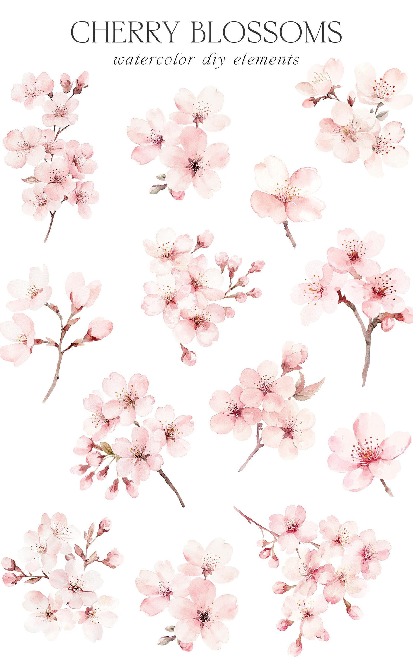Watercolor Cherry Blossoms - Cherry Blossoms Clipart - Watercolor ...