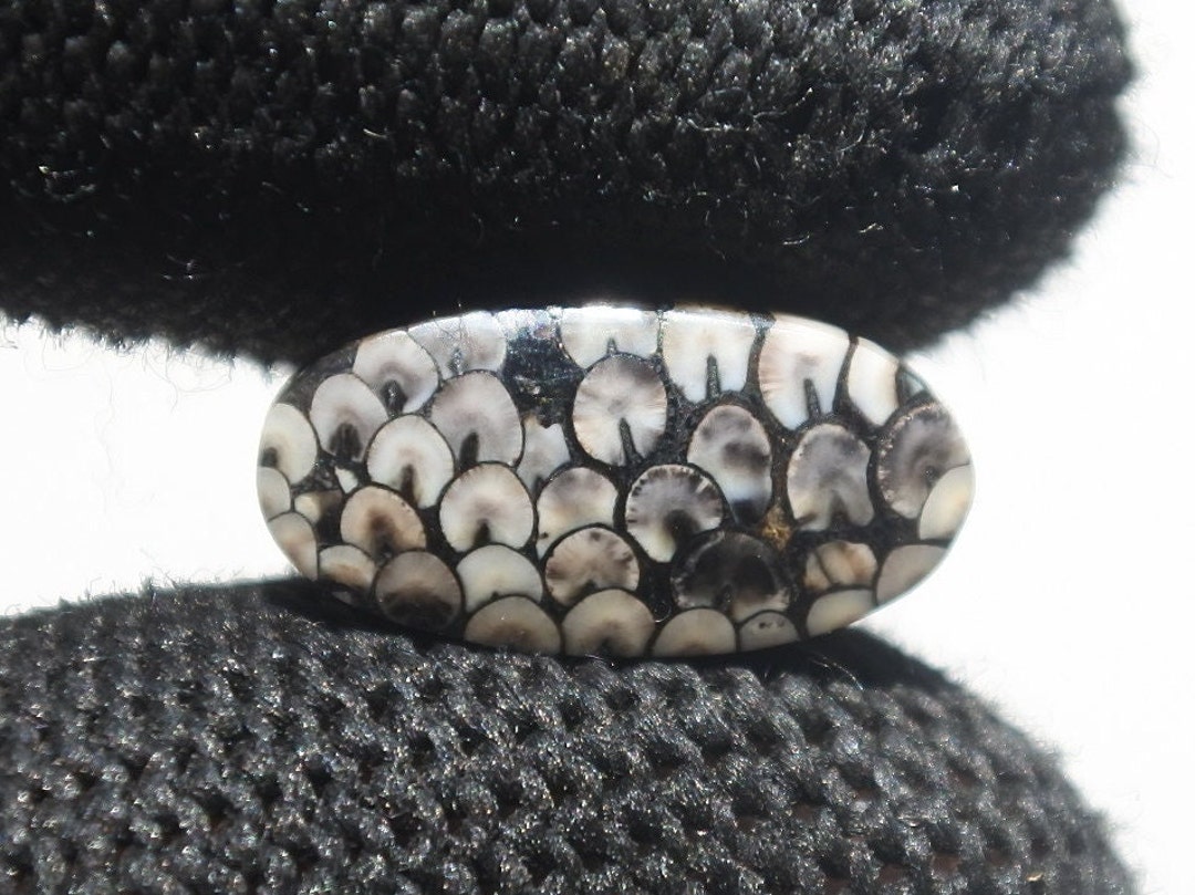 Wrasse Snake Skin Stone Fossilized, Indonesia Fossilized Gmestone ...