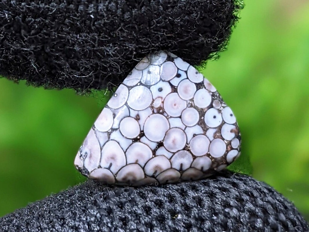 Wrasse Snake Skin Stone Fossilized, Indonesia Fossilized Gemstone ...