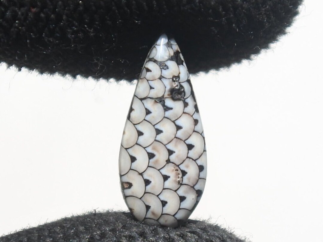 Wrasse Snake Skin Stone Fossilized, Indonesia Fossilized Gmestone ...