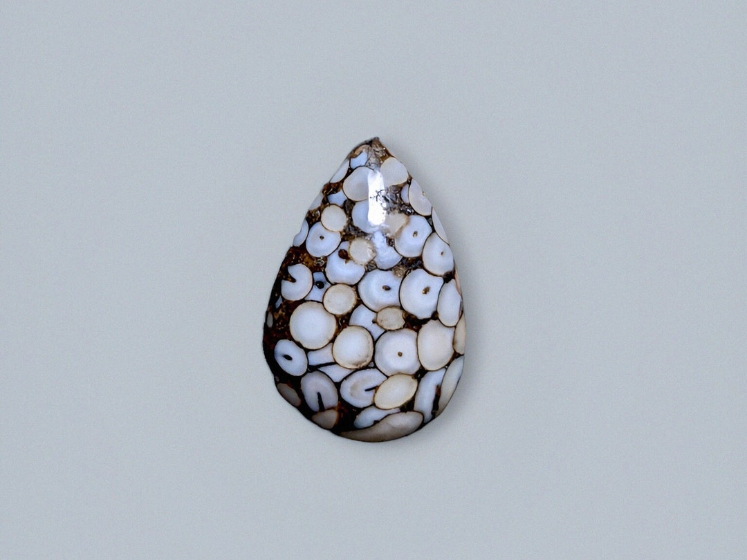 Snakeskin Stone Gemstone: Fossilized Wrasse, Indonesia Gemstone ...