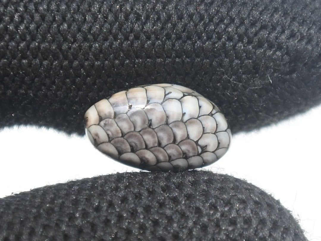 Wrasse Snake Skin Stone Fossilized, Indonesia Fossilized Gmestone ...