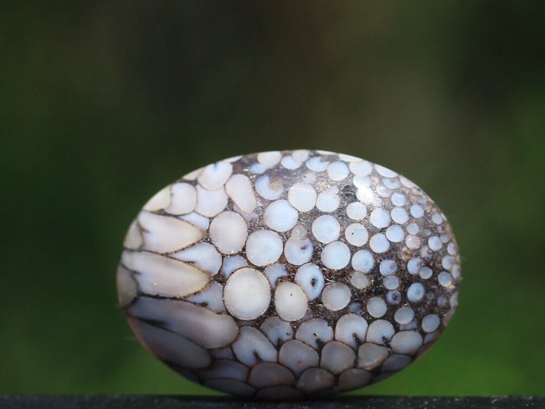 Wrasse Snake Skin Stone Fossilized - Etsy