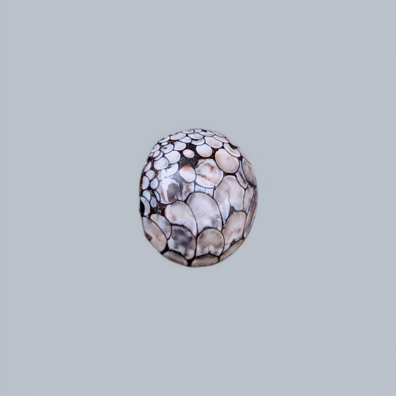 Wrasse Snake Skin Stone Fossilized Loose Gemstone Cabochon - Etsy