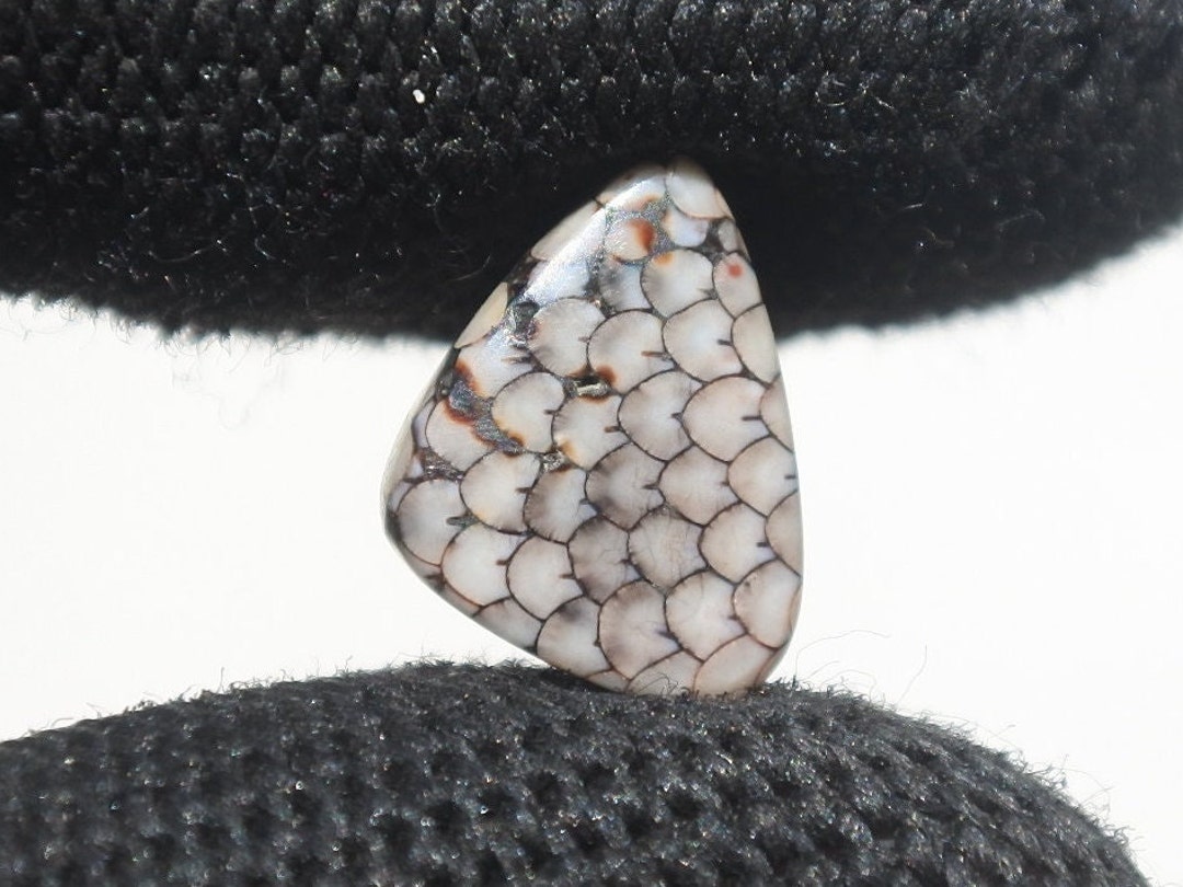 Wrasse Snake Skin Stone Fossilized, Indonesia Fossilized Gmestone ...