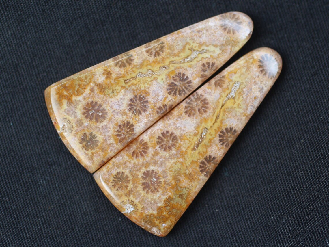 Fossilized Coral Agate Pairs - Etsy
