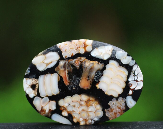 Wrasse Snake Skin Stone Fossilized - Etsy
