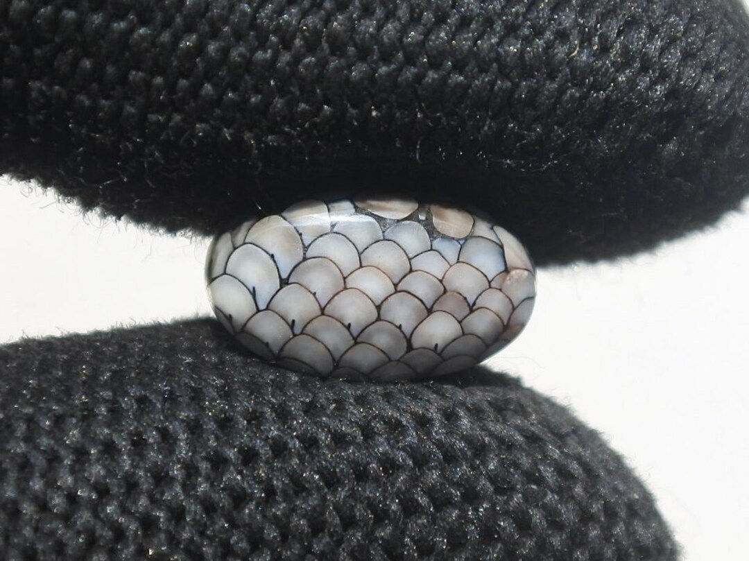 Snakeskin Stone Gemstone: Fossilized Wrasse, Indonesia (11x6x3 Mm) - Etsy
