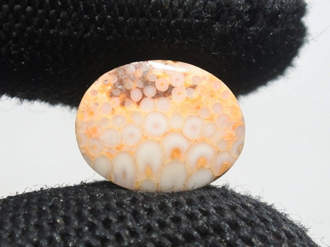 Wrasse Snake Skin Stone Fossilized, Indonesia Fossilized Gmestone ...