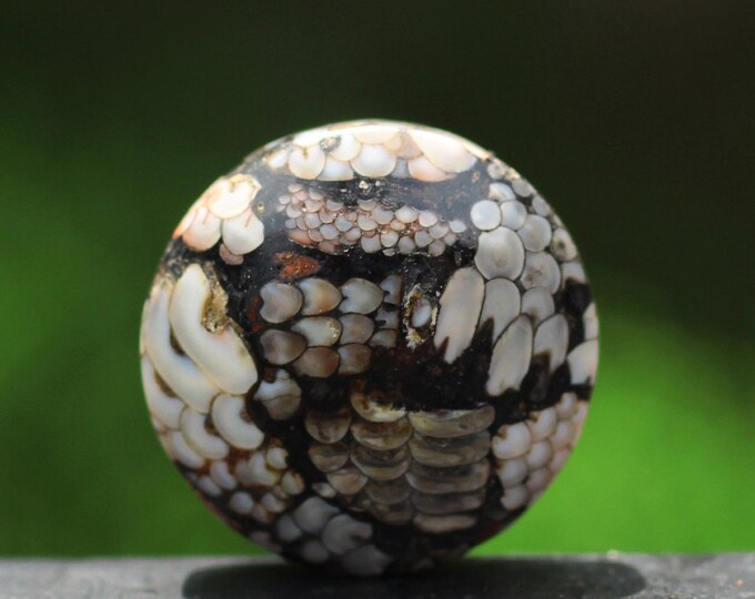 Wrasse Snake Skin Stone Fossilized - Etsy