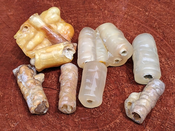Fossilized Bamboo Lots - Etsy