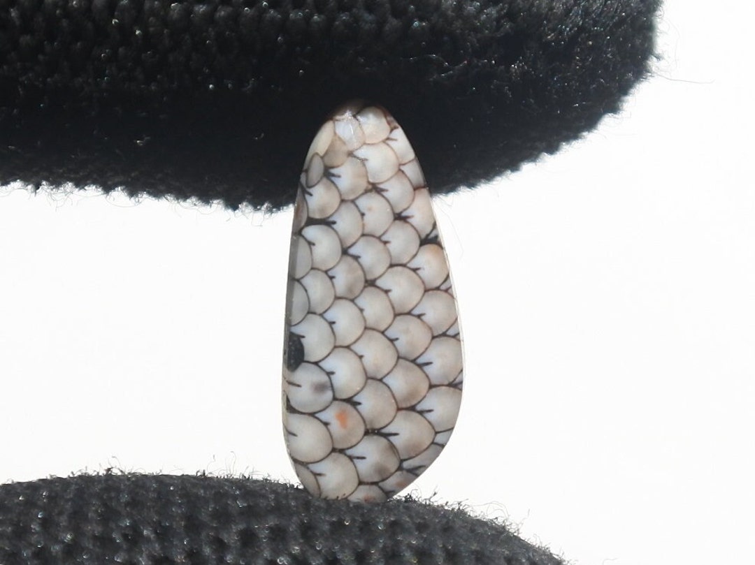 Wrasse Snake Skin Stone Fossilized, Indonesia Fossilized Gmestone ...