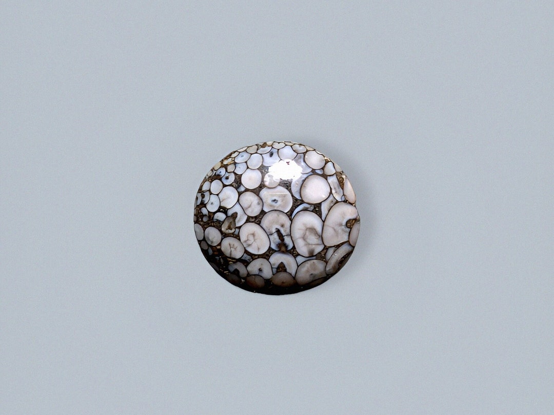 Wrasse Snake Skin Stone Fossilized, Indonesia Fossilized Gmestone ...