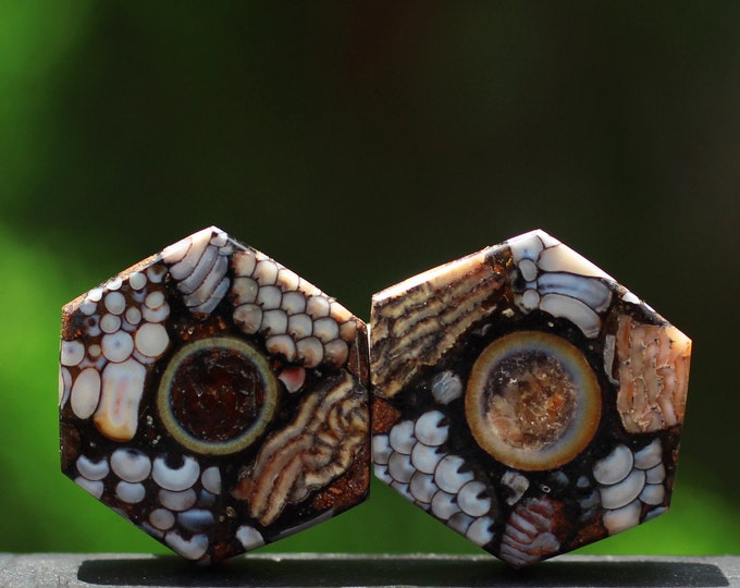 Wrasse Snake Skin Stone Fossilized Pairs - Etsy