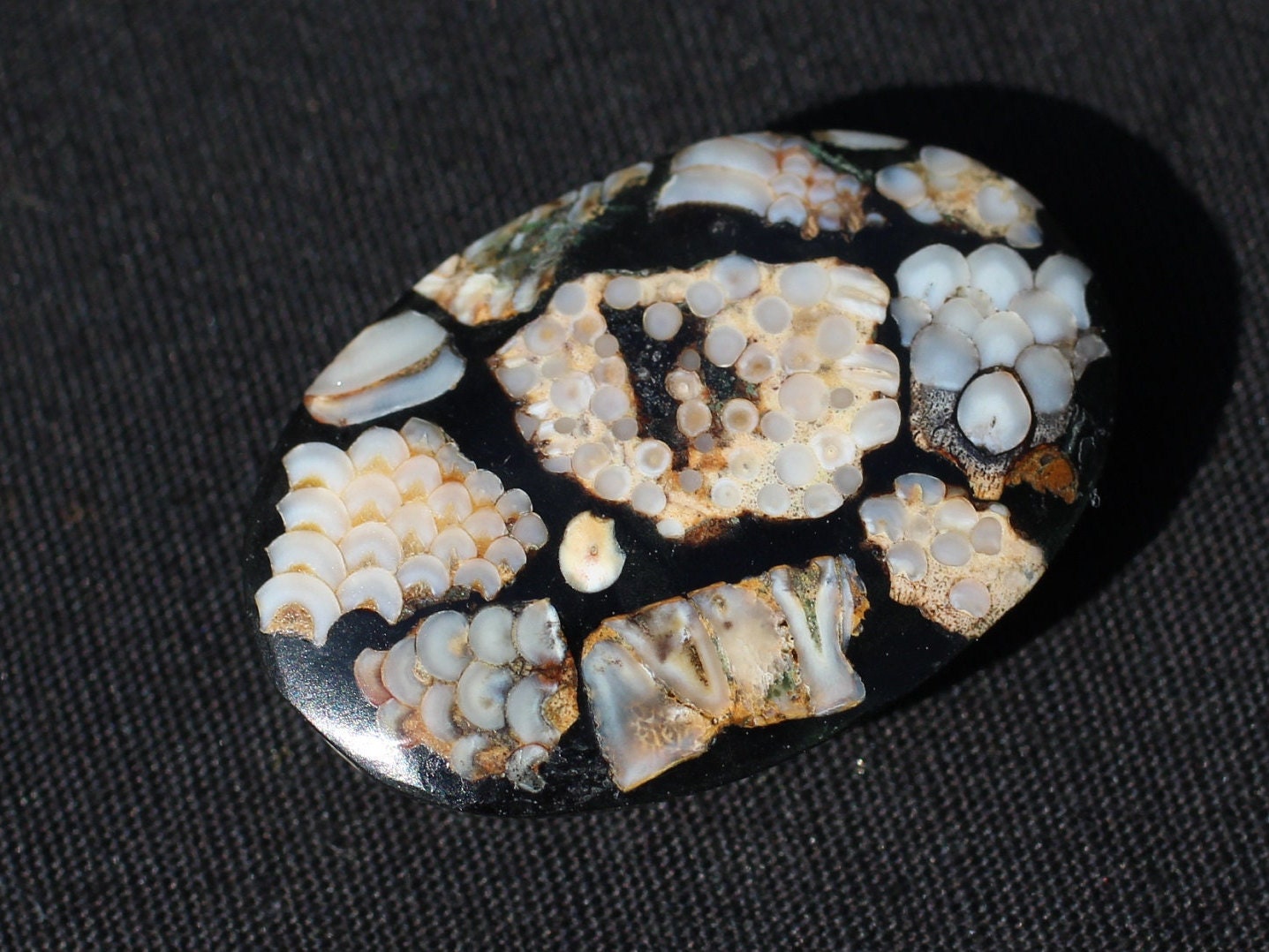 Wrasse Snake Skin Stone Fossilized - Etsy