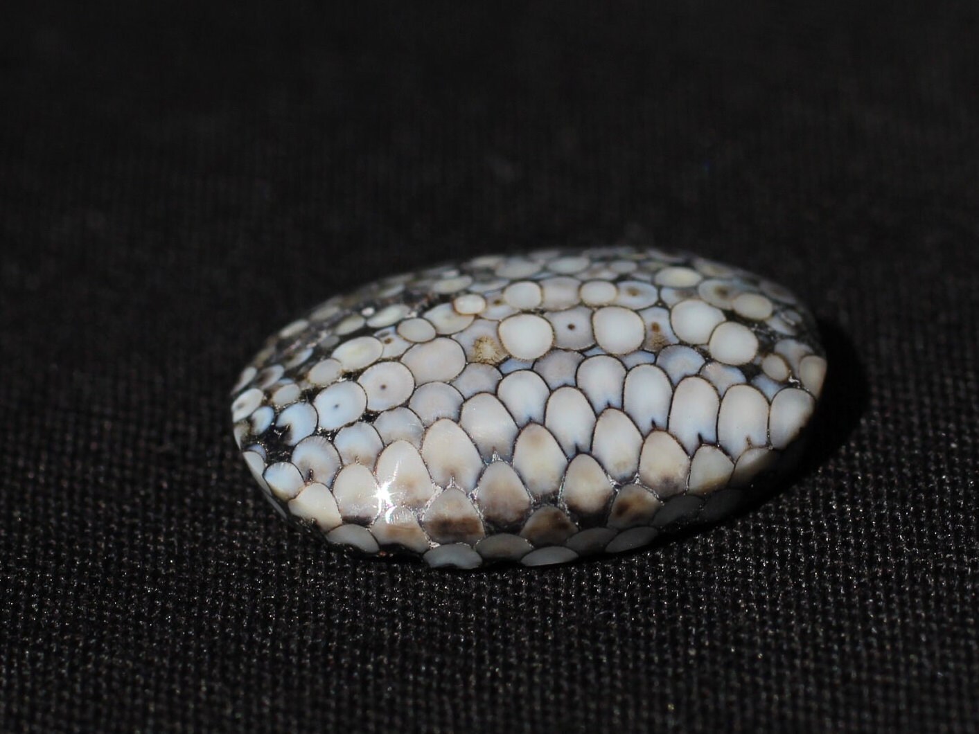 Wrasse Snake Skin Stone Fossilized - Etsy