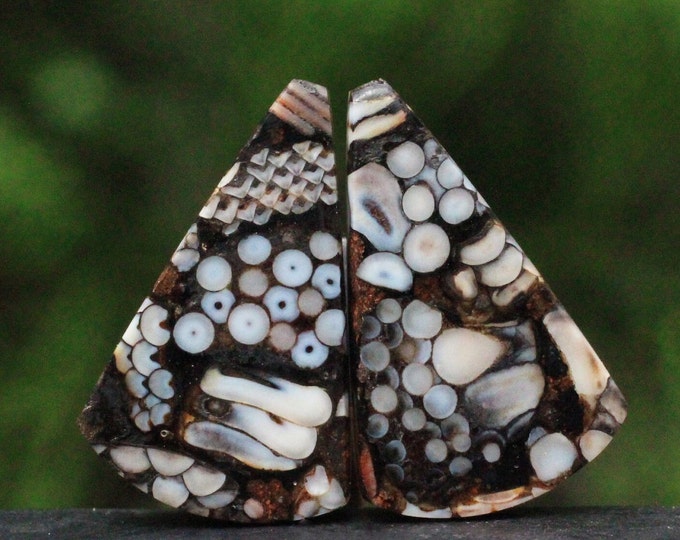 Wrasse Snake Skin Stone Fossilized Pairs - Etsy