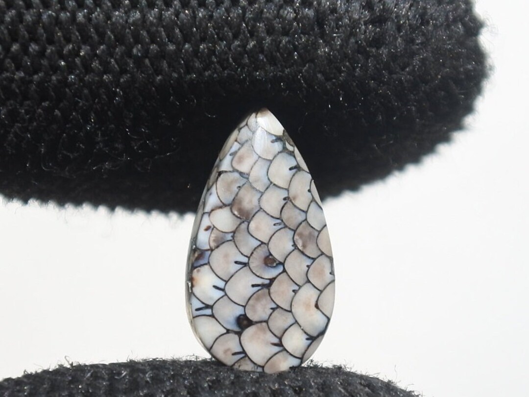 Wrasse Snake Skin Stone Fossilized Indonesia Fossilized - Etsy