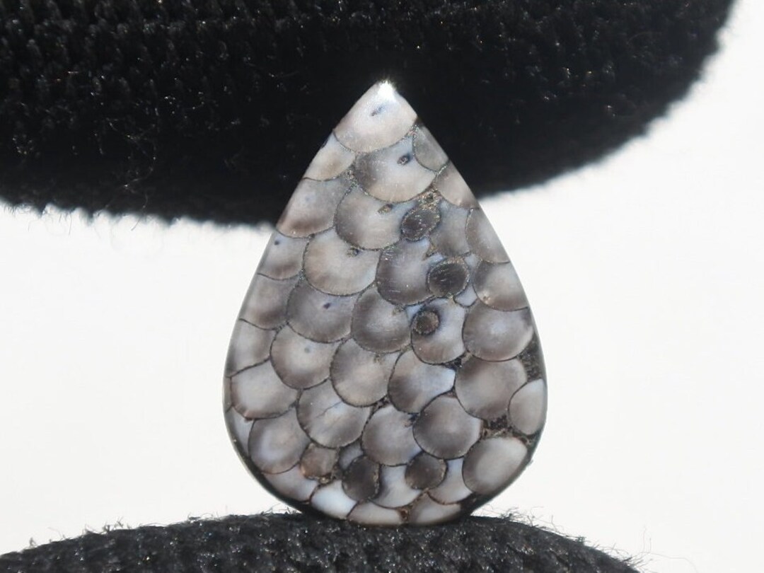 Wrasse Snake Skin Stone Fossilized, Indonesia Fossilized Gmestone ...