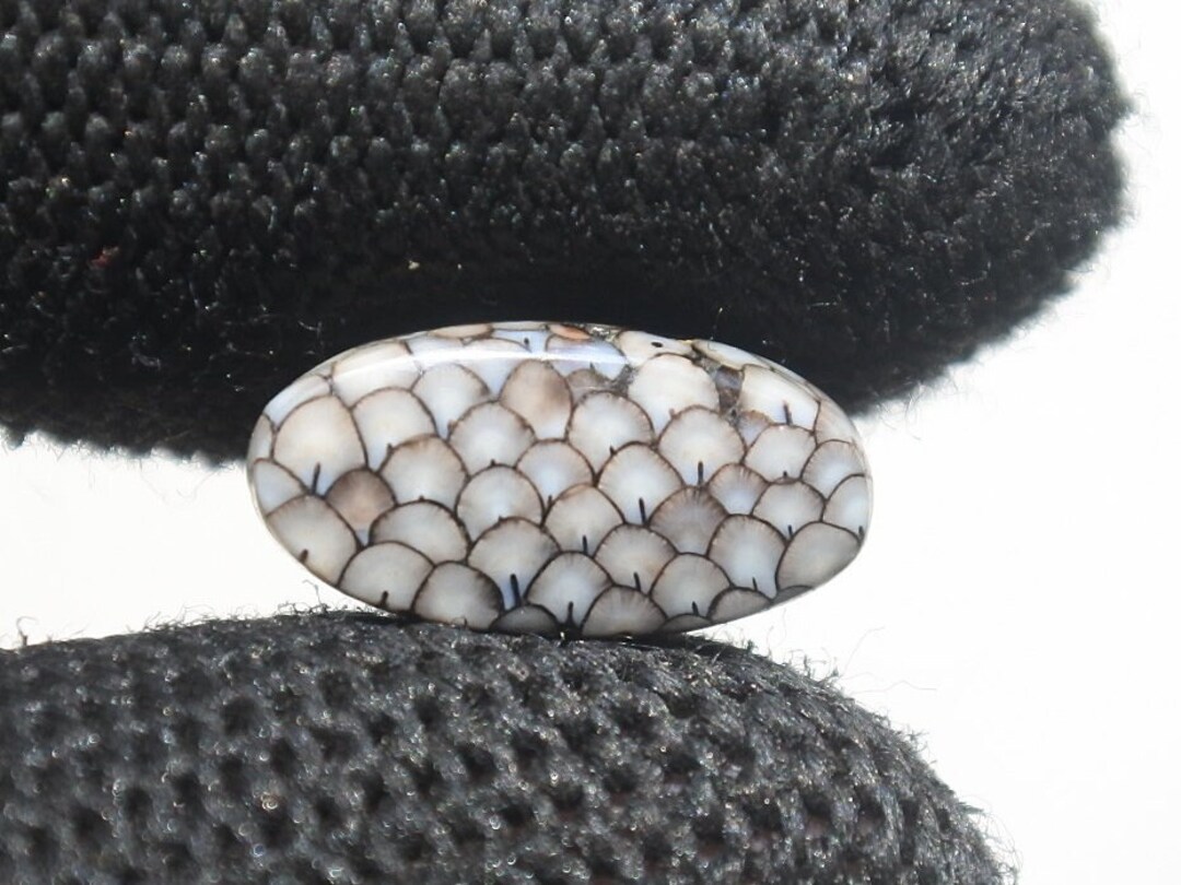 Wrasse Snake Skin Stone Fossilized, Indonesia Fossilized Gmestone ...