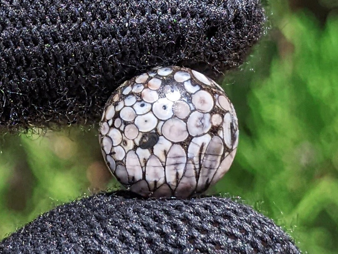 Wrasse Snake Skin Stone Fossilized - Etsy