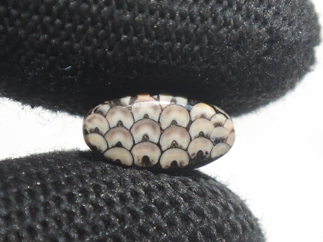 Wrasse Snake Skin Stone Fossilized, Indonesia Fossilized Gmestone ...