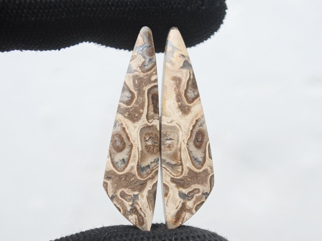 Fossilized Palm Root Pair Eye Indonesia Fossilized Gemstone - Etsy