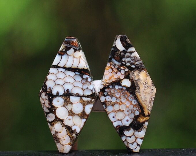 Wrasse Snake Skin Stone Fossilized Pairs - Etsy