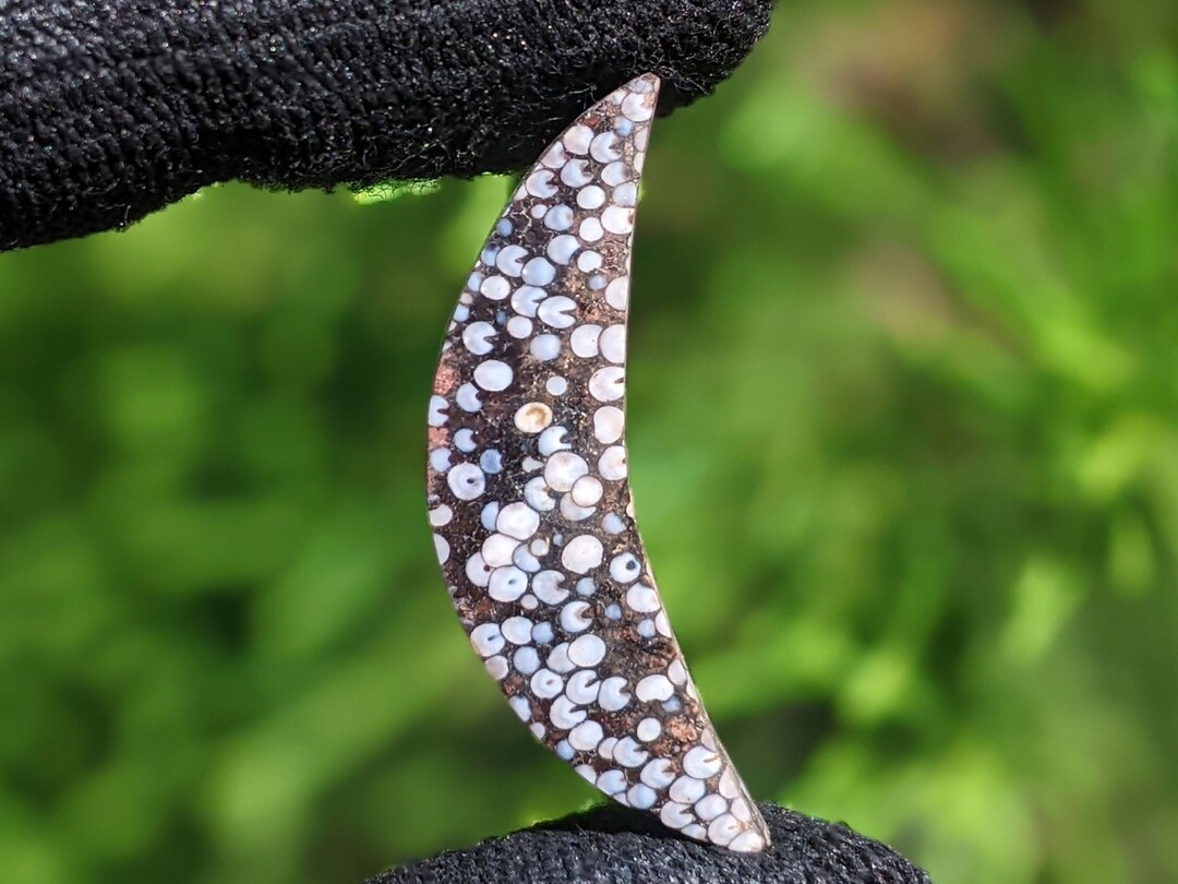 Wrasse Snake Skin Stone Fossilized - Etsy