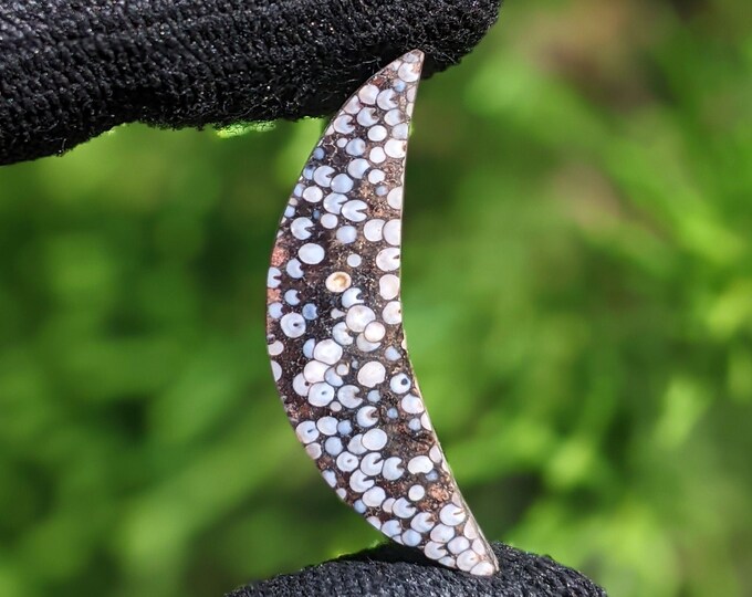 Wrasse Snake Skin Stone Fossilized - Etsy