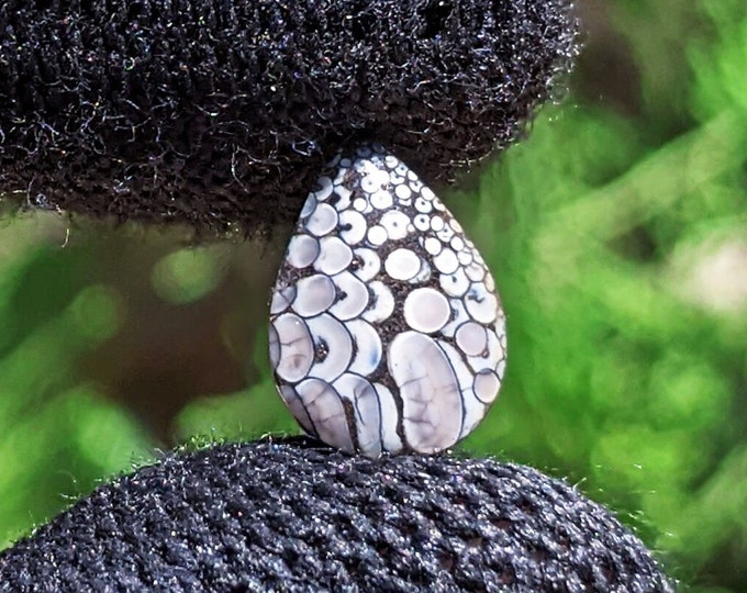 Wrasse Snake Skin Stone Fossilized - Etsy