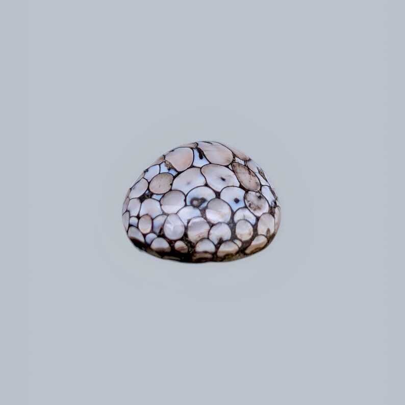 Wrasse Snake Skin Stone Fossilized Loose Gemstone Cabochon - Etsy