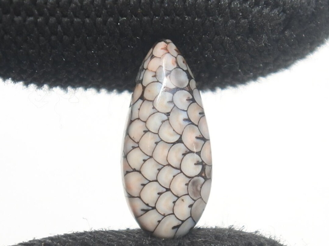 Wrasse Snake Skin Stone Fossilized Indonesia Fossilized - Etsy
