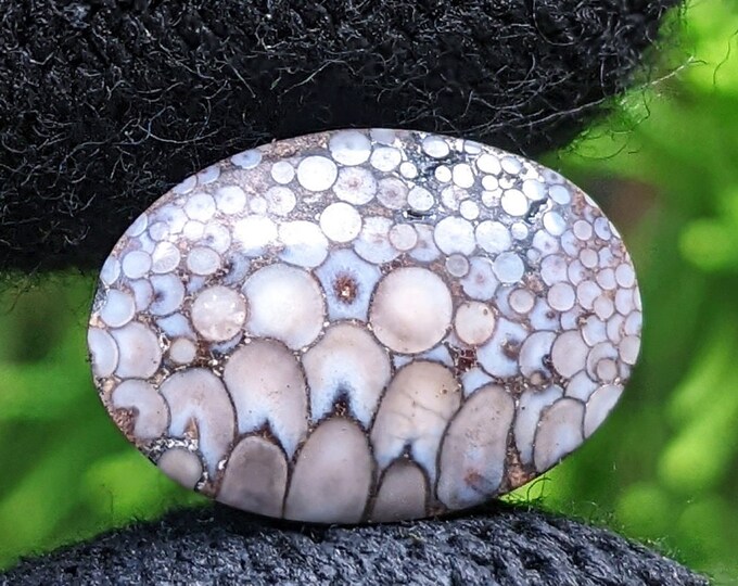 Wrasse Snake Skin Stone Fossilized - Etsy