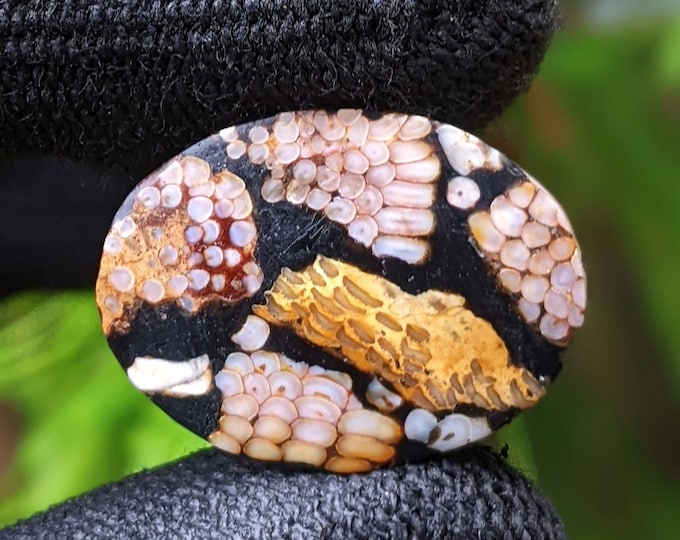 Wrasse Snake Skin Stone Fossilized Jewelry Cabochons - Etsy