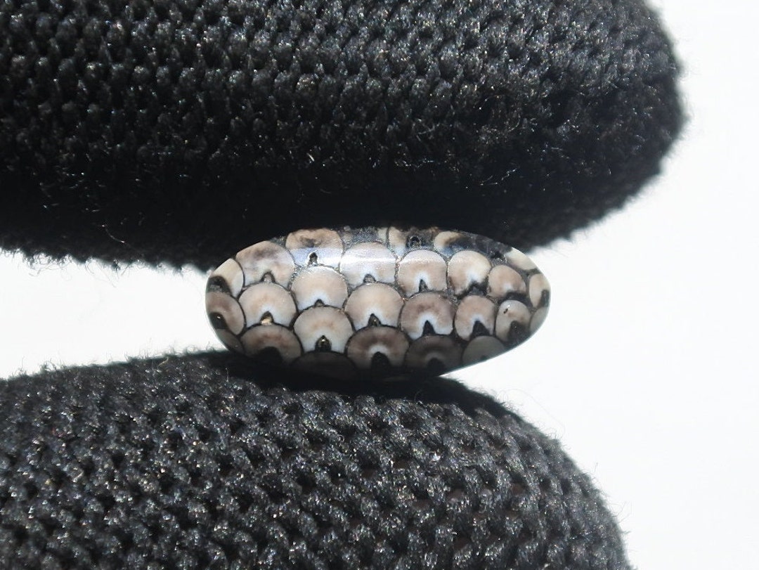Wrasse Snake Skin Stone Fossilized, Indonesia Fossilized Gmestone ...