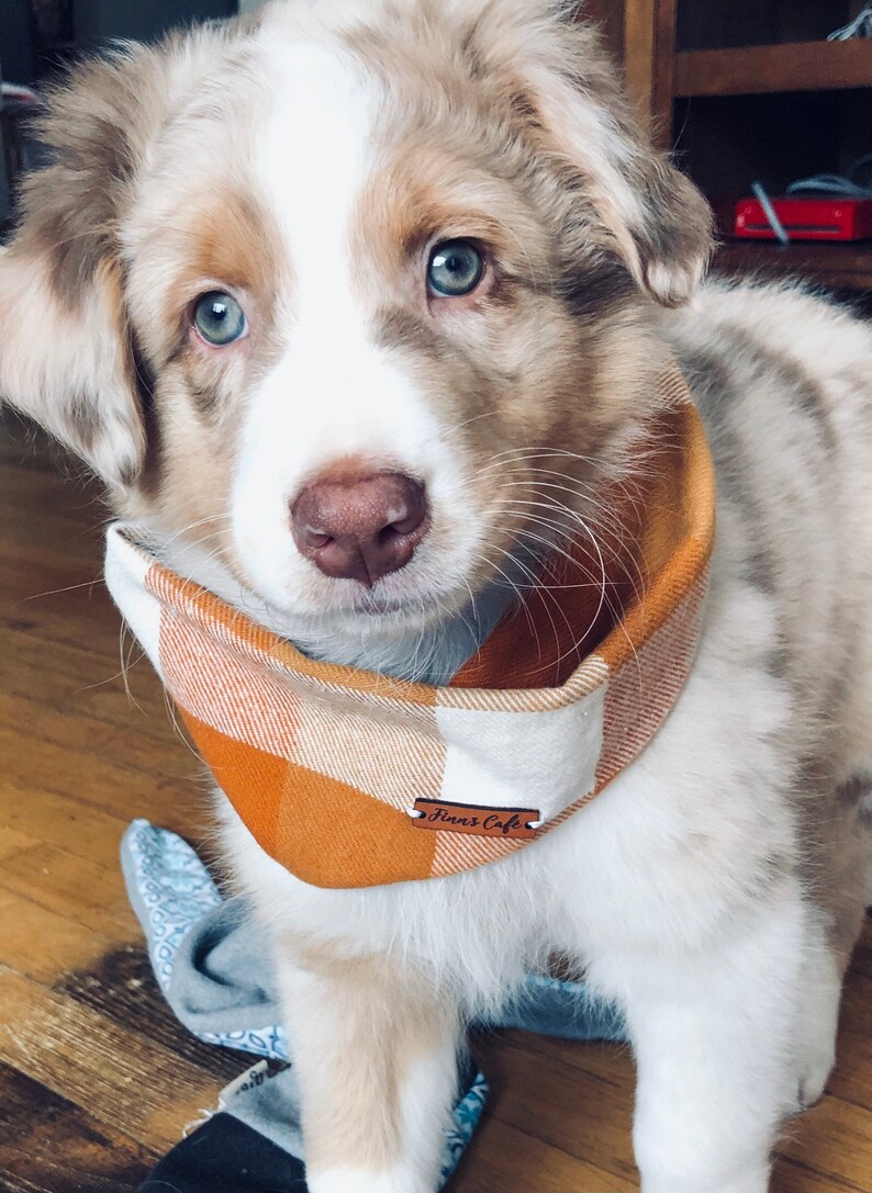 Fall Harvest Twisted Flannel Snood Dog Scarf / Infinity Scarf - Etsy