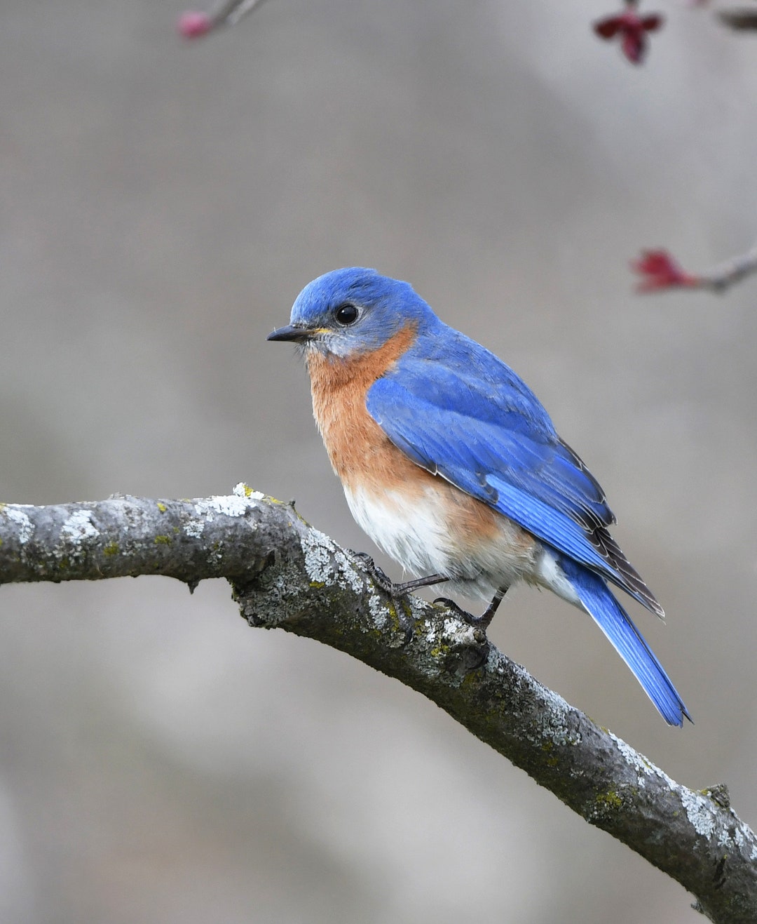Framed Eastern Bluebird, Bird Photography From Wisconsin - Etsy