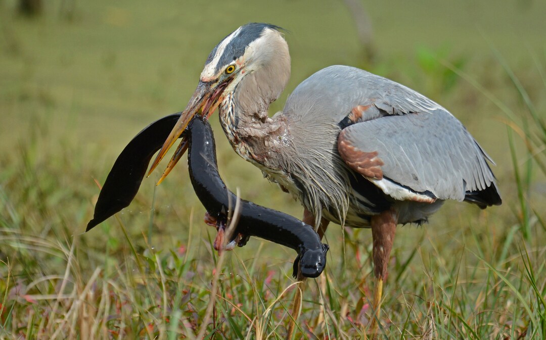 Framed Great Blue Heron Eating Greater Siren Salamander, Bird ...