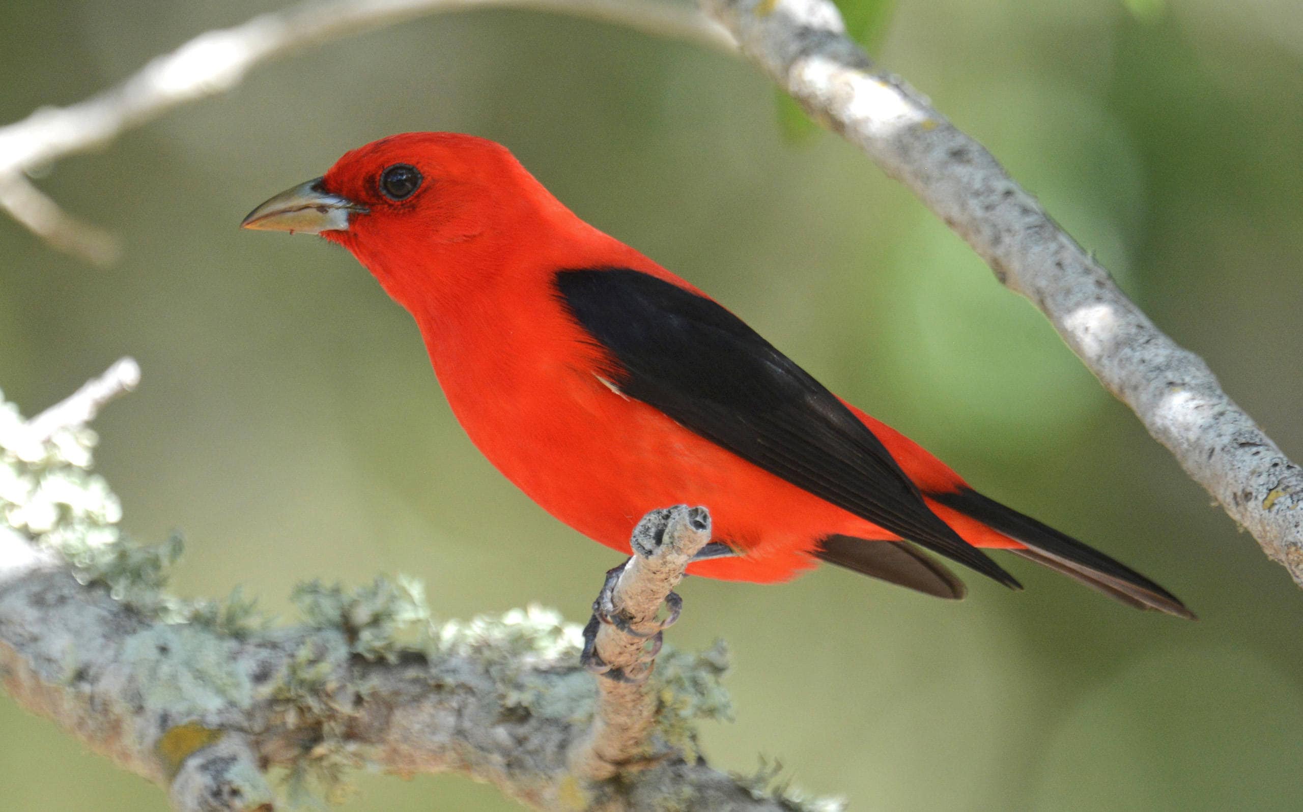 Framed Scarlet Tanager, Bird Photography From Florida - Etsy