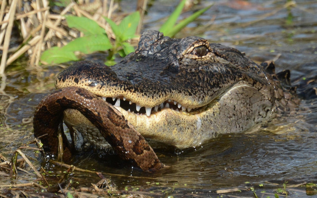 Framed Alligator Eating Snake, Wildlife Photography From Florida - Etsy