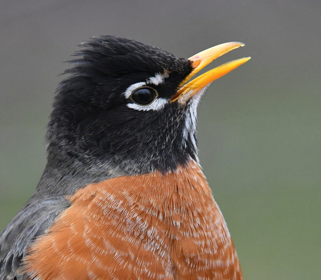 Framed American Robin, Bird Photography From Illinois - Etsy