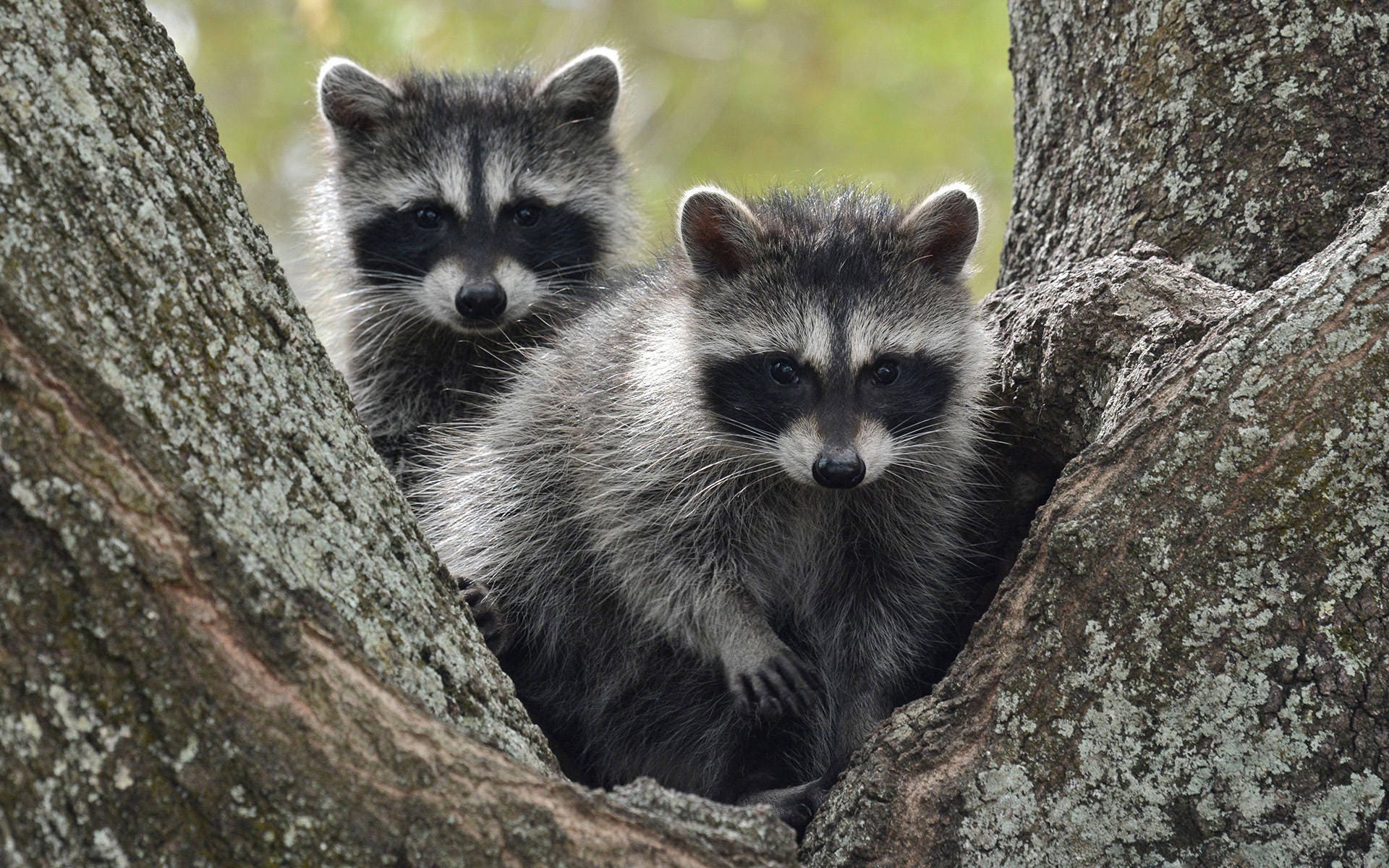 Framed Raccoon Twins, Wildlife Photography From Florida - Etsy