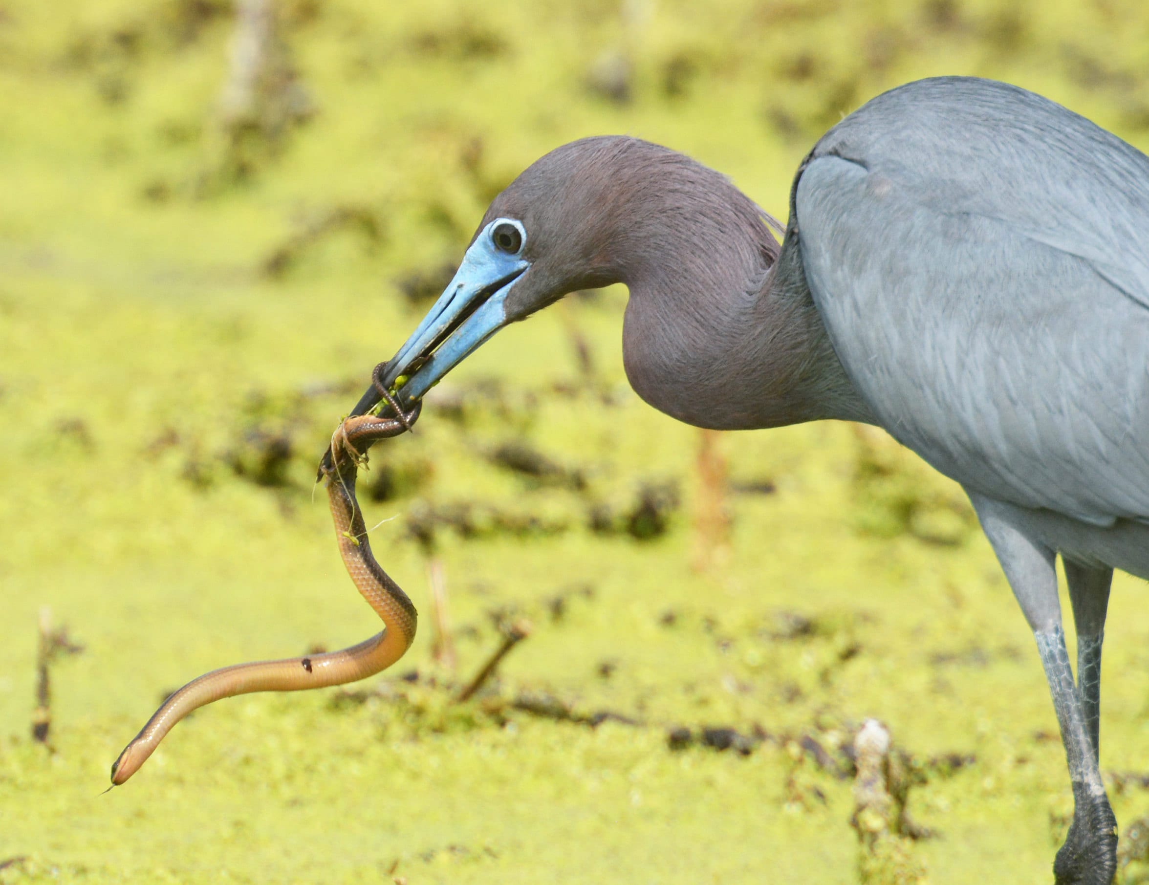 Bird Eating Snake