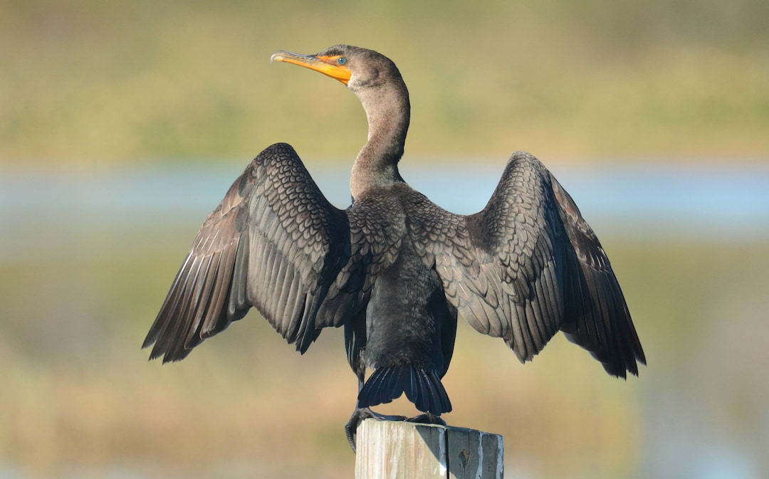 Framed Double-crested Cormorant, Bird Photography From Florida - Etsy
