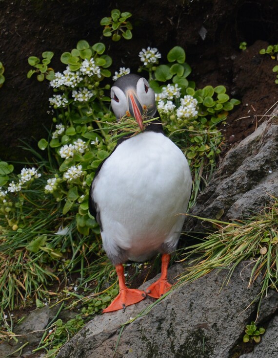 Framed Puffin With Flowers Bird Photography From Iceland | Etsy