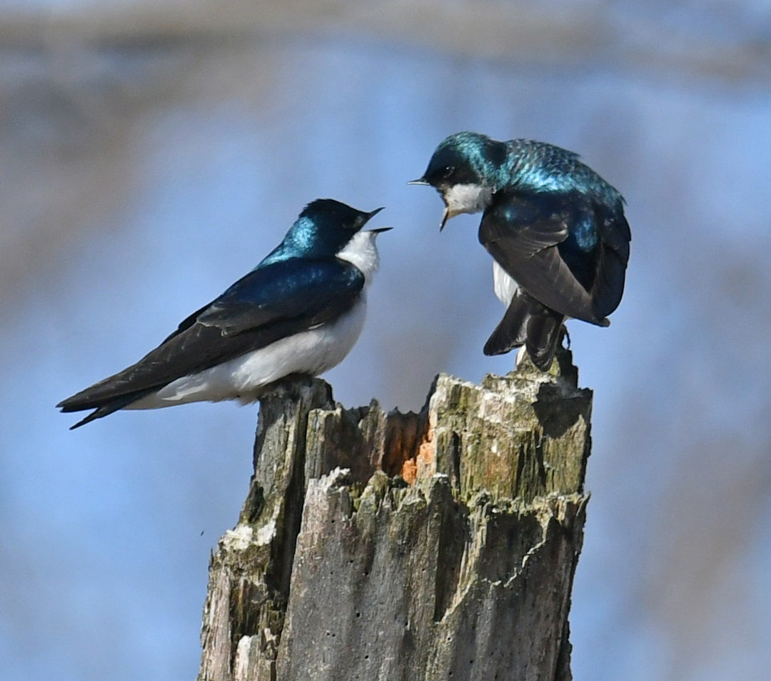 Framed Tree Swallows, Bird Photography From Wisconsin - Etsy