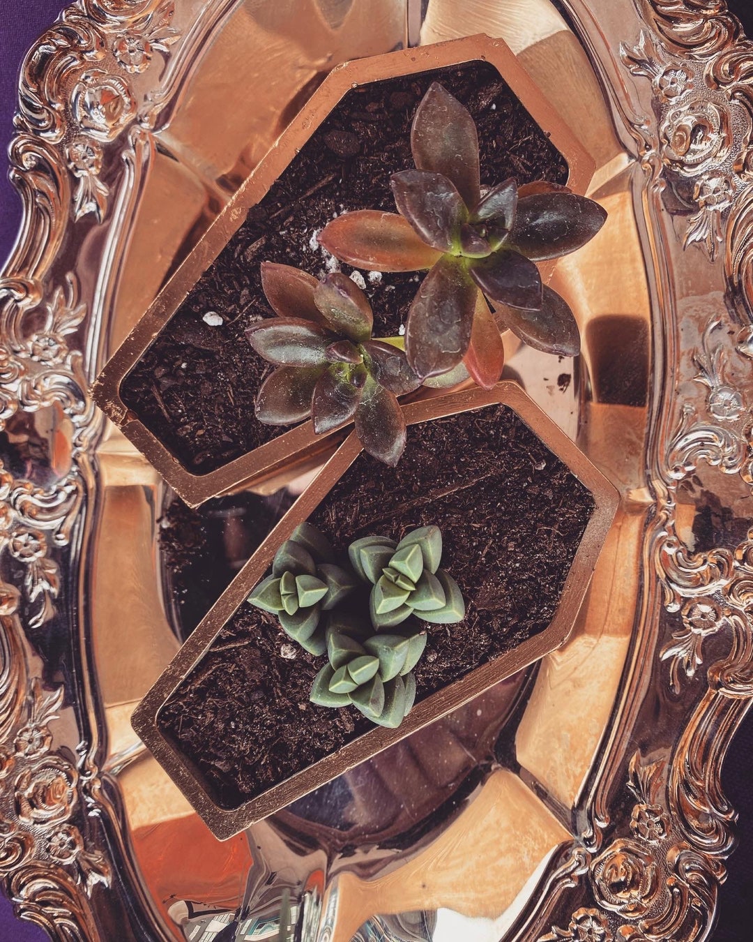 Mini Coffin Planter, Succulent Planter, Gothic Planter, Indoor ...