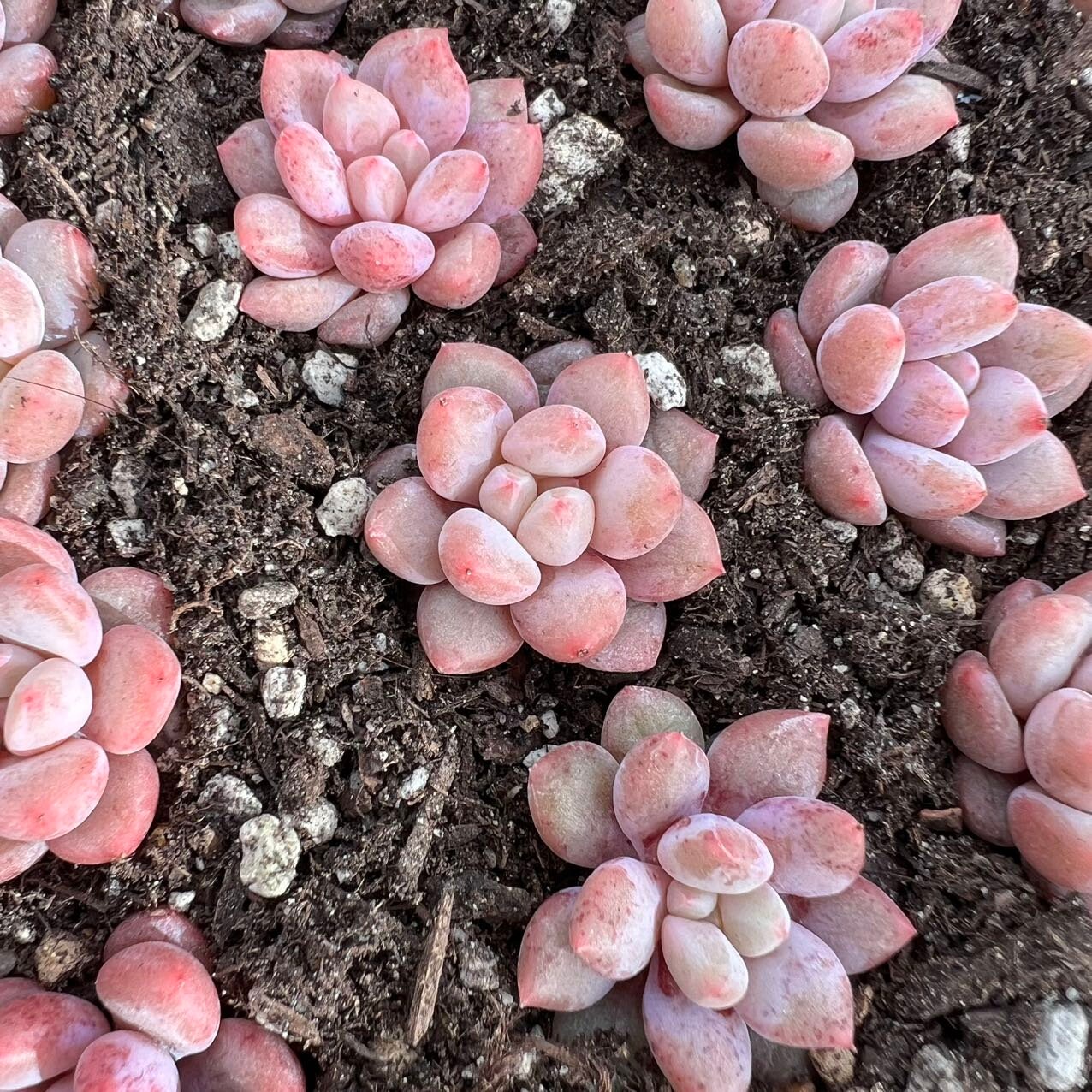 Echeveria Candy Angel Mini Succulent Rare Succulent Imported From Korea ...